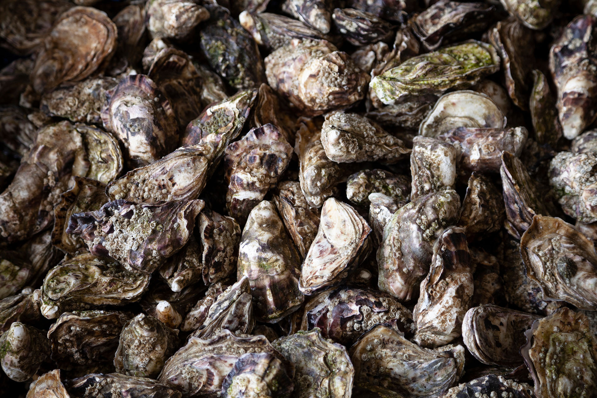 Huîtres triploïdes, mollusques bivalves - Photos Futura